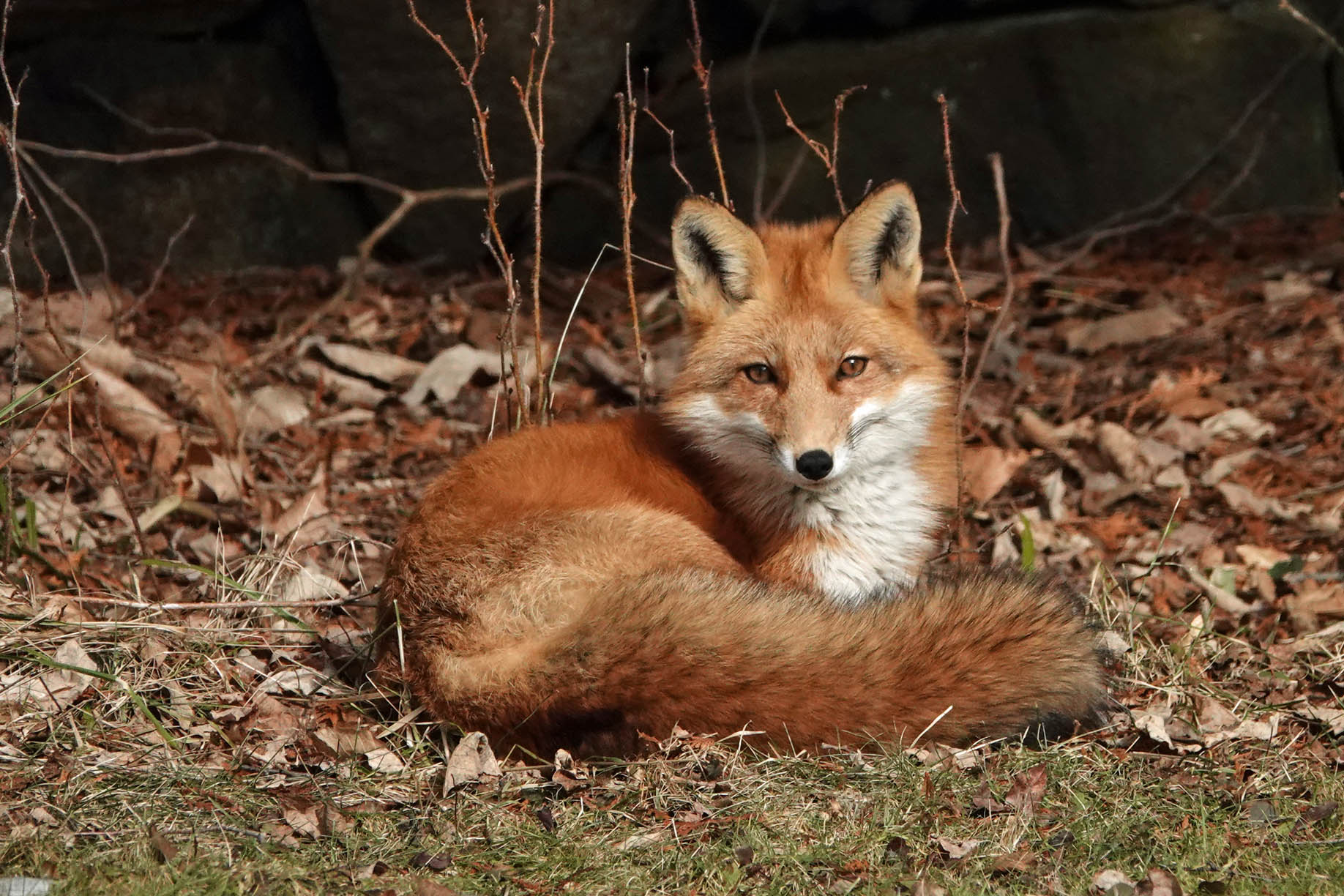 Fox in the fallen foliage | News, Sports, Jobs - Adirondack Daily ...